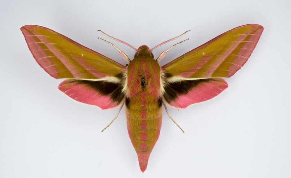 Paper Moth Decoration | Oxford University Museum of Natural History