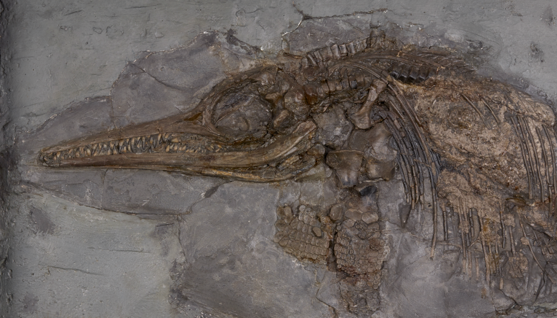 Museum highlights | Oxford University Museum of Natural History