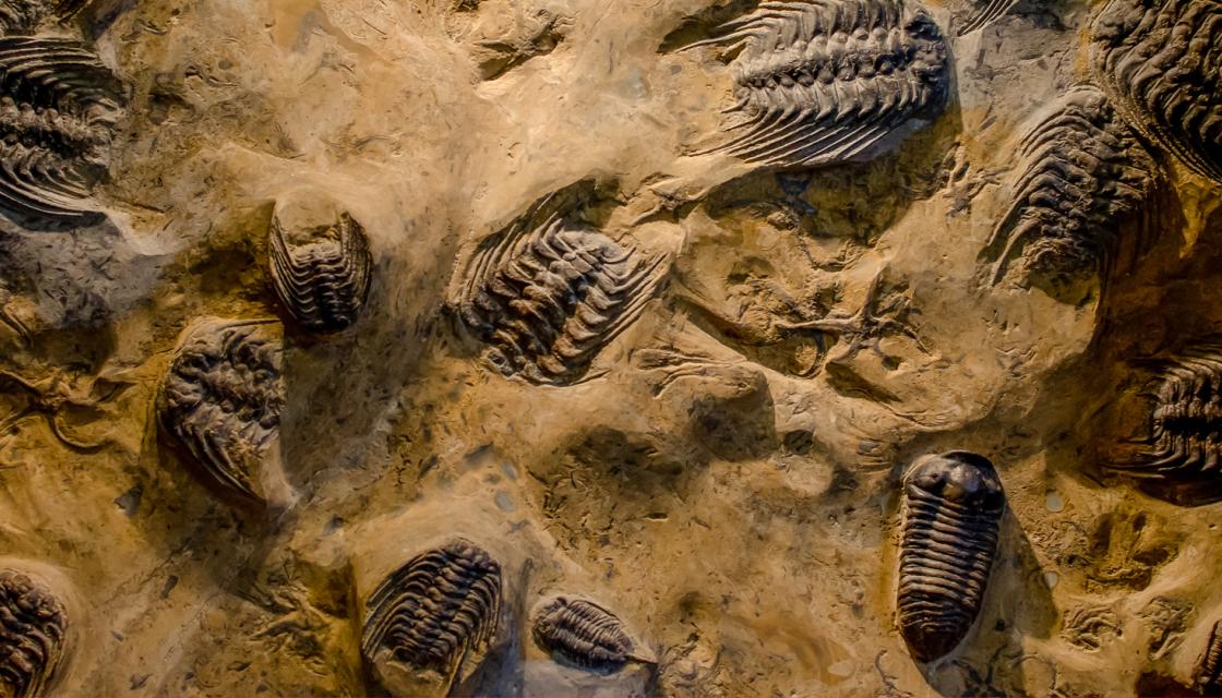 Museum highlights | Oxford University Museum of Natural History