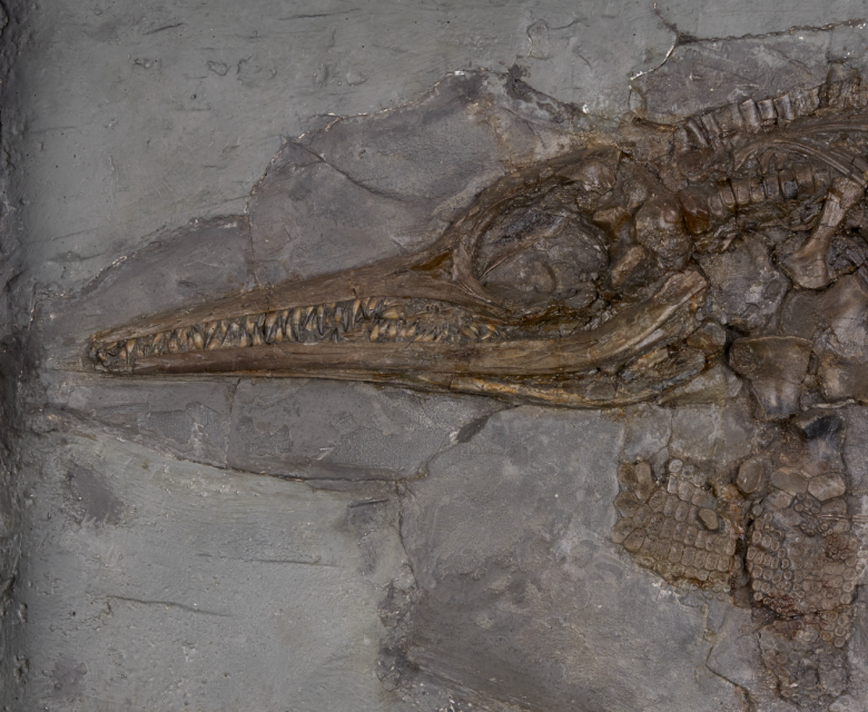 Museum highlights | Oxford University Museum of Natural History