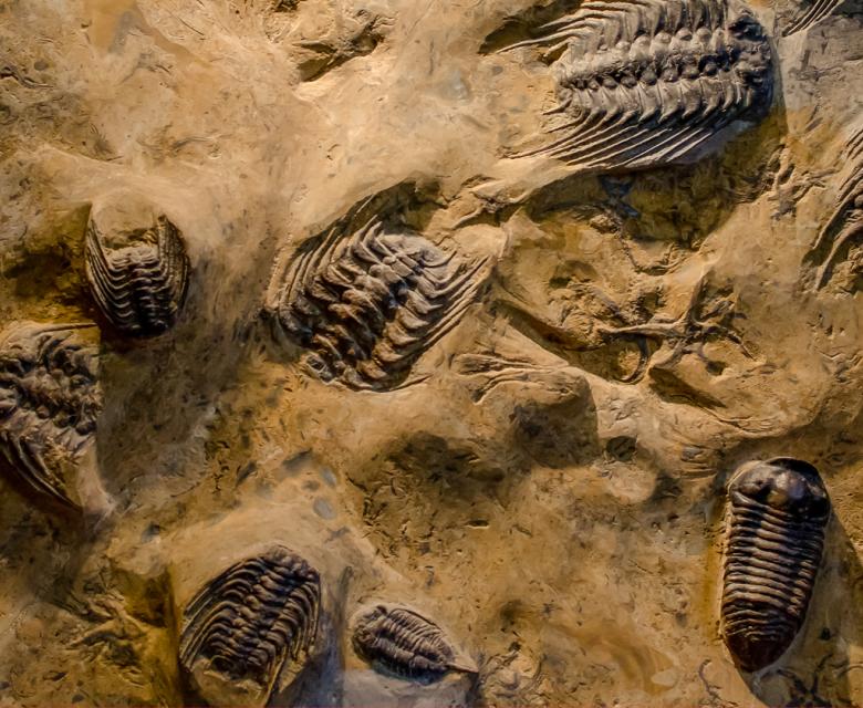 Museum highlights | Oxford University Museum of Natural History