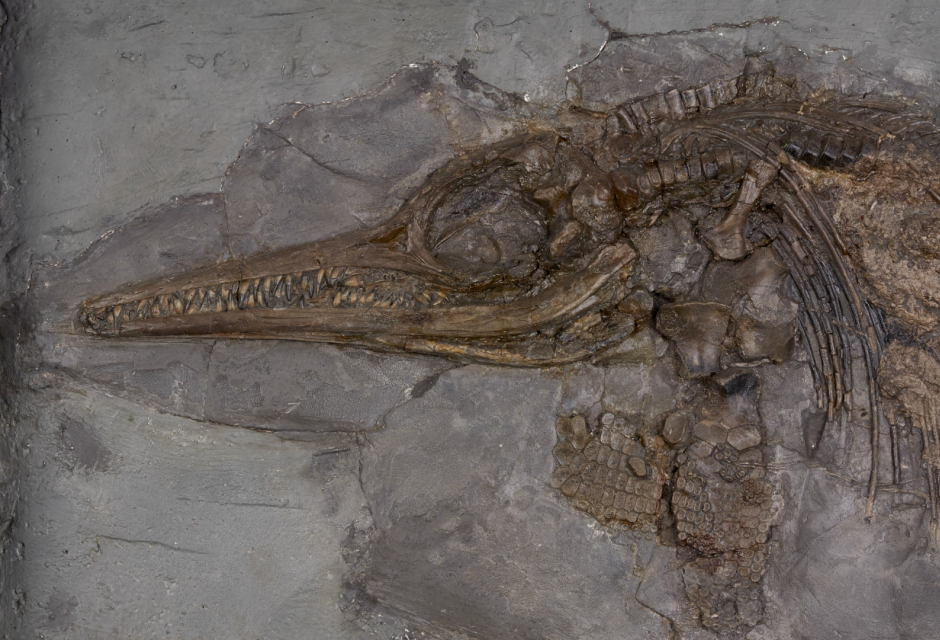 Museum highlights | Oxford University Museum of Natural History