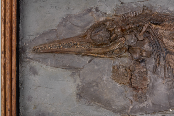 Palaeontology | Oxford University Museum of Natural History