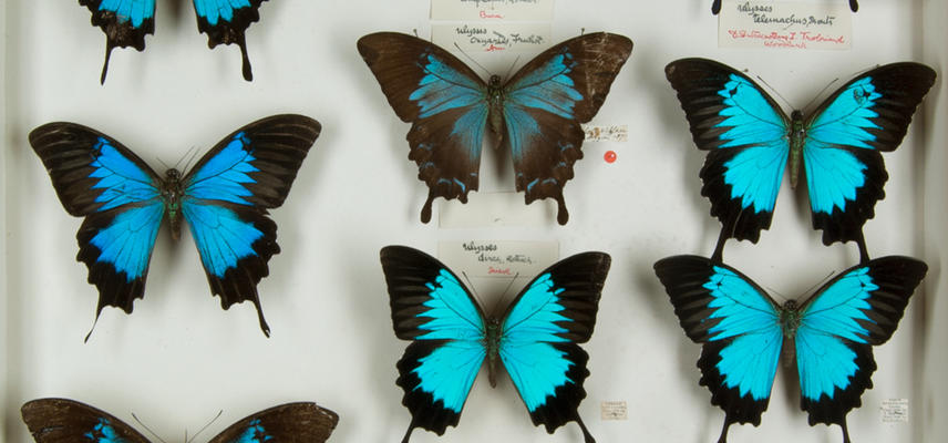 Insects | Oxford University Museum of Natural History