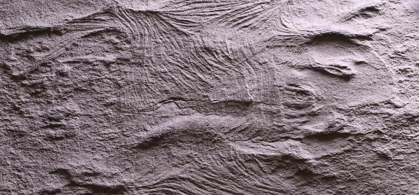 Brasier Collection | Oxford University Museum of Natural History