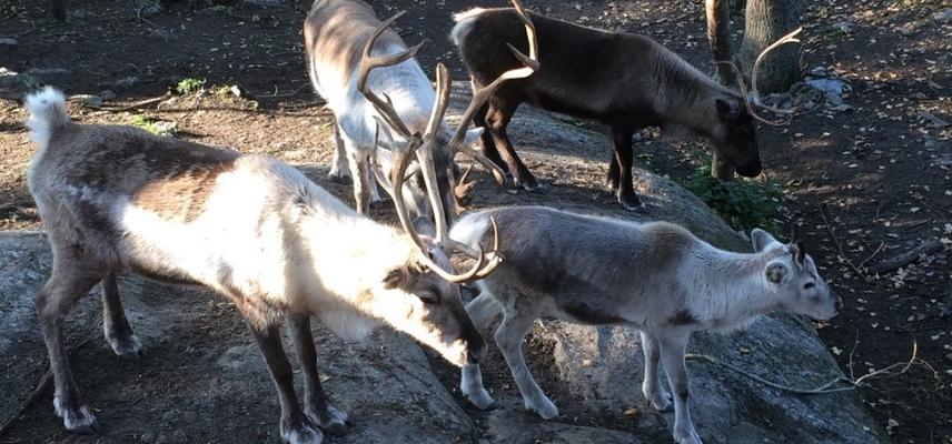 Ice Ages in Oxfordshire | Oxford University Museum of Natural History