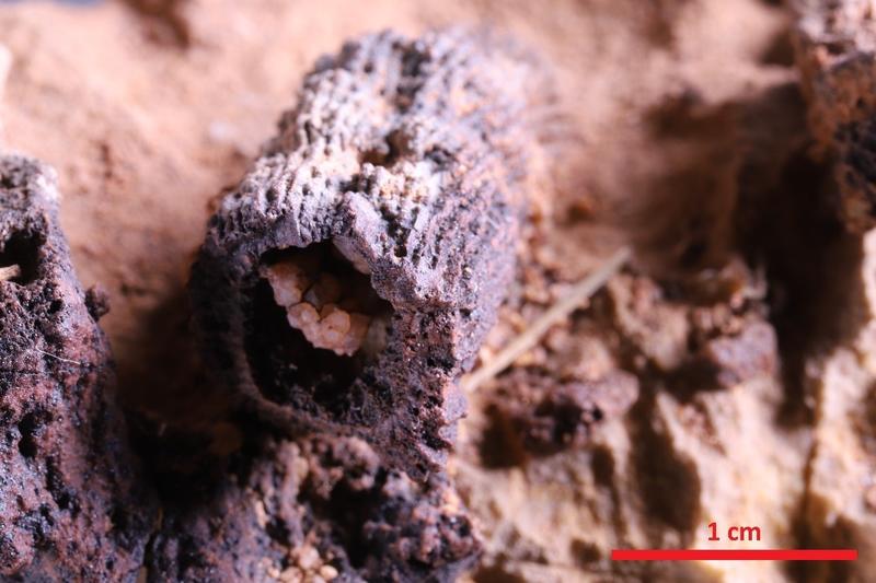 Archaeocyathids | Oxford University Museum of Natural History