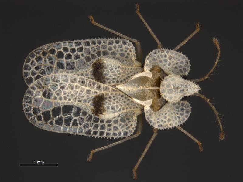 Insects | Oxford University Museum of Natural History