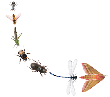 HOPE for the Future – Heritage, Outreach and Preservation of Entomology ...